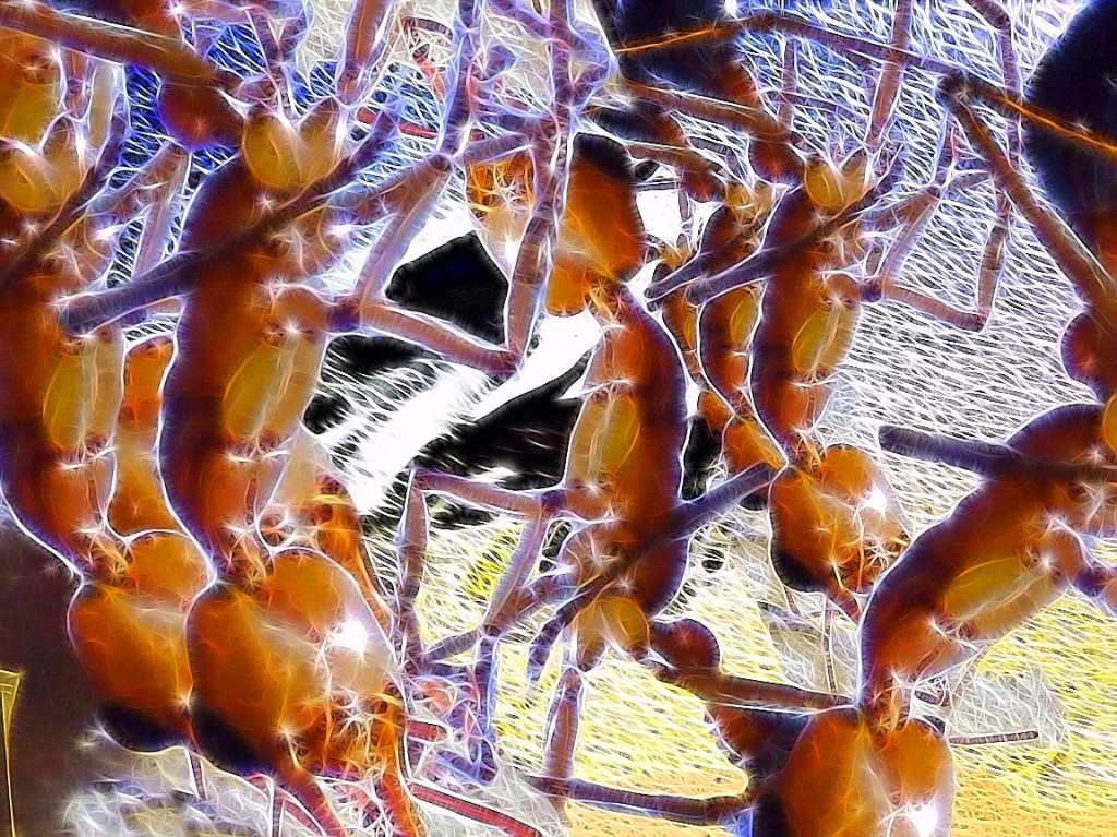 Ant Art | iPad Art Room